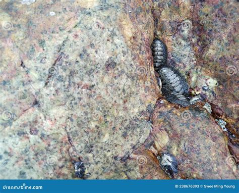 Seashell Fossil In Harvard Museum Of Natural History Editorial Photo 138944375