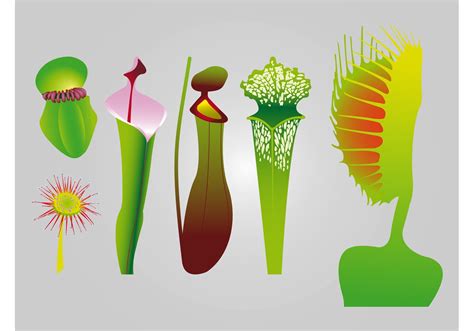 Carnivorous Plants Download Free Vector Art Stock Graphics And Images