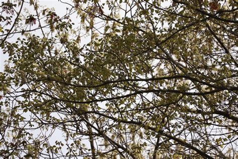 I Spy A Ruby Crowned Kinglettiny Birb Rispy