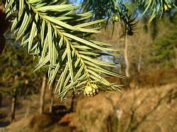 Cunninghamia Lanceolata