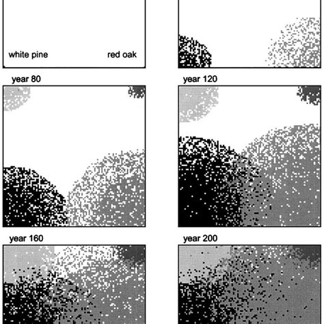 Demonstration Of Seed Dispersal Patterns Of Four Tree Species On An Download Scientific Diagram