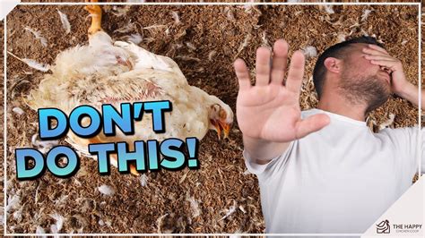 Ways To Accidentally Kill Your Chickens Youtube