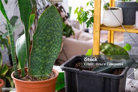 집 식물 즙이 많은 Sansevieria Masoniana 큰 잎을 새 화분에 분갈이 화분에 심은 식물 돌보기 가축에 대한 스톡