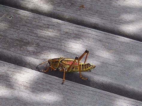 A Cool Grasshopper Chilling Smithsonian Photo Contest Smithsonian