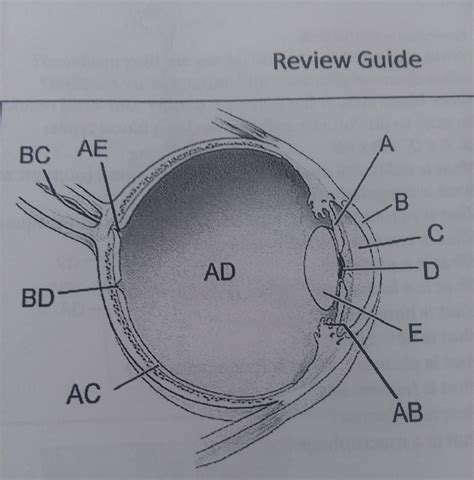 Anatomy Final Exam Review Diagram Quizlet