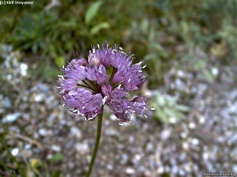 Семейство Alliaceae /Лукови/ – BOTANICA.gallery