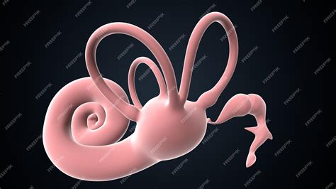 Anatomia Da Orelha Humana Em 3d Foto Premium