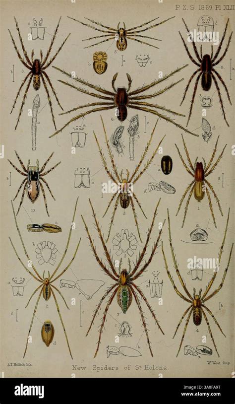 Detailed Illustration Features Various Species Of Spiders Hi Res Stock