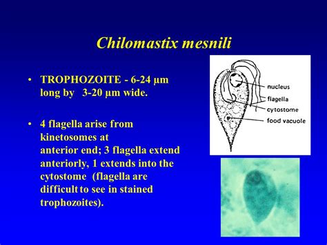 Chilomastix Mesnili Trophozoites