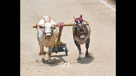मंचर निमंत्रित २० २० भैय्ये And सिद्धिविनायक बैलगाडा संघटना देवा And गुरू