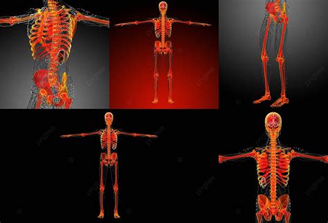 Human Skeleton 3d Medical Illustration Rendered Orthopedic X Ray Human