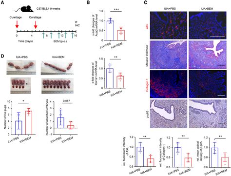 Targeting Cd301 Macrophages Inhibits Endometrial Fibrosis And Improves