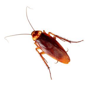 Cockroaches Do Get Into Ear Canals Colonial Pest Control