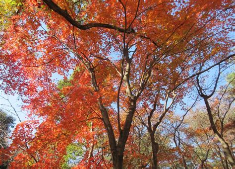 岩殿観音の大イチョウ momokuriの自転車ライフ