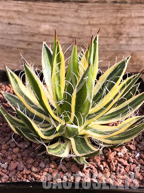 SH1384 Agave Filifera F Compacta Marginata Agave Filifera Subs