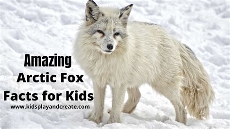 Factsheet Arctic Fox En Arctic Fox Characteristics Diet Facts