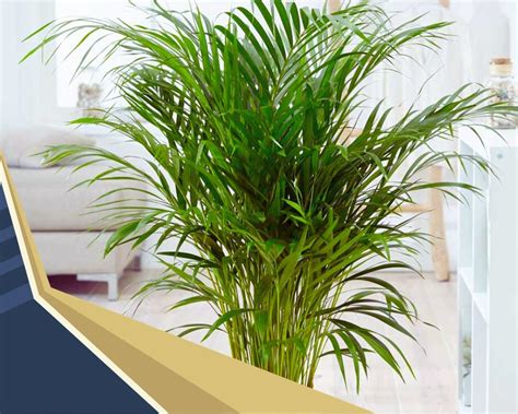 Best 9 Indoor Plants That Look Like Grass Images And Caring Points