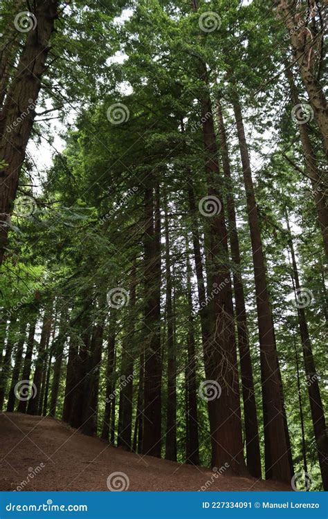 Beautiful Redwood Forest Giant Trees Huge Fat Tall Wood Royalty Free