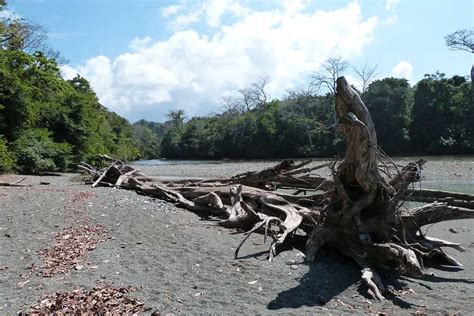 シレーナステーションで動物探索コルコバード国立公園を満喫 コスタリカ大自然紀行9日間COSTARICA9D 014AM アースウィンド