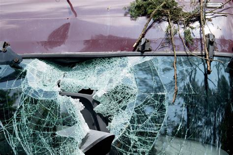 Wer Schäden am Auto durch Äste und Bäume übernimmt