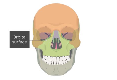 Orbital Bone Anatomy