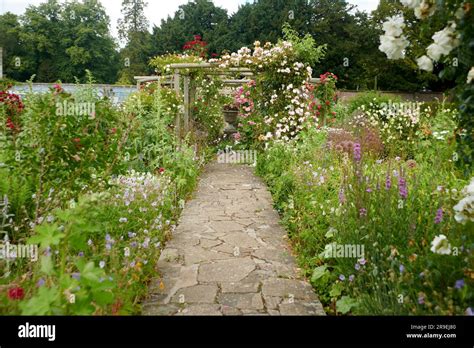 Wooden Trellis Or Pergolas Covered With Flowering Climbing Rose And