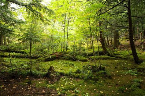 Existential Original Blog Existential Therapy