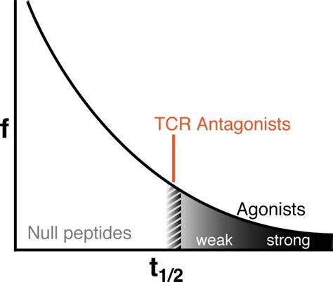 A Model For A Narrow Kinetic Range For Tcr Antagonism The Curve