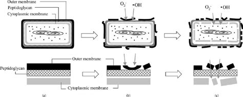 Schematic Illustration Of The Process Of E Coli Inactivation On