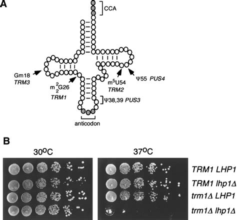 The La protein functions redundantly with tRNA modification enzymes to ...