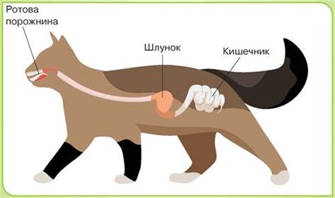 Для чого та як живляться і дихають тварини Пізнаємо природу 5 клас
