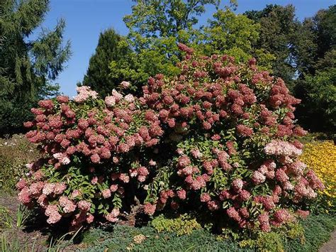 Firelight Hydrangea Care Guide Plantly