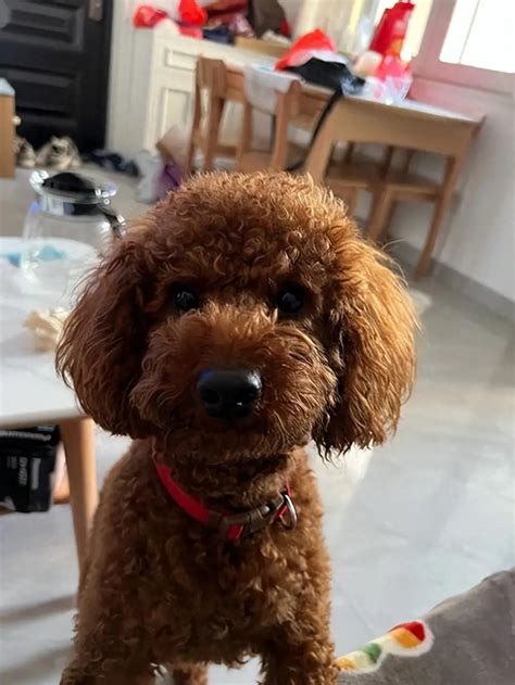 现在越来越多的人不喜欢养泰迪了为什么呢 喵百科 上亦科技