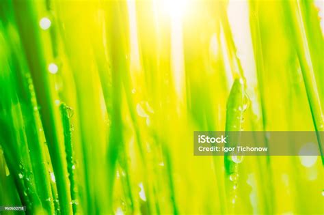 밝고 따뜻한 태양 빛 아래에서 일부 비 방울과 밝은 신선한 활기찬 봄 녹색 잔디 클로즈업 비에 대한 스톡 사진 및 기타 이미지 비 잎 0명 Istock