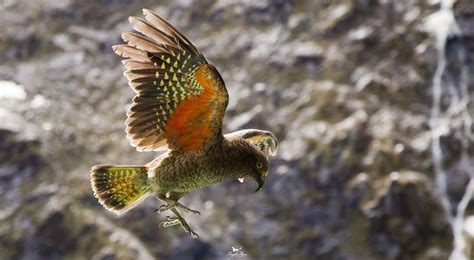 Kea Flight Digital Prints Prints Pe