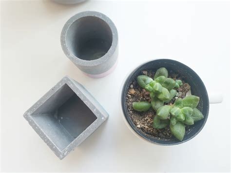 집콕취미추천 다육이번식을 위한 시멘트 다육이 화분만들기 네이버 블로그