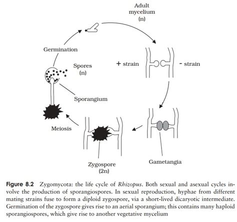 Zygomycota Ejemplos Reino Fungi Icarito