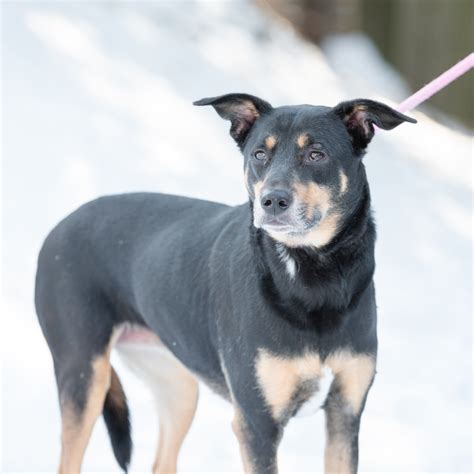 Juniper Phoenix Animal Rescue