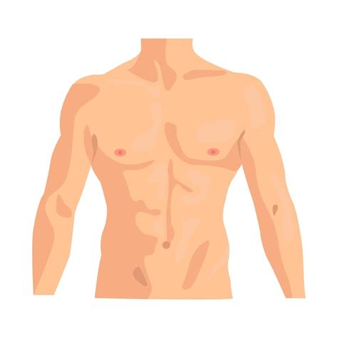Vectores E Ilustraciones De Torso Normal Para Descargar Gratis Freepik