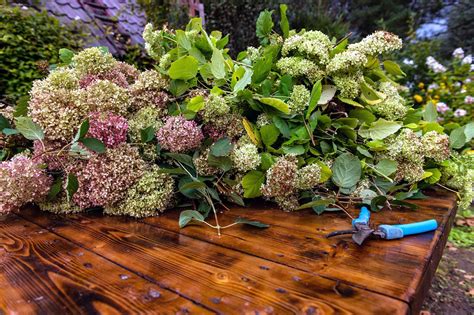 Should I Cut Back Hydrangeas In The Fall Expert Advice For Perfect