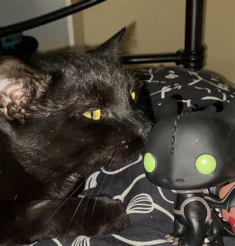Toothless Meets Toothless Rhttyd