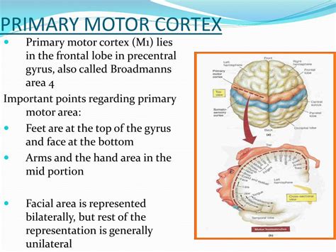 Ppt Motor System Powerpoint Presentation Free Download Id2186580