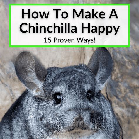 How To Make A Chinchilla Happy 15 Proven Ways