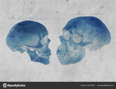 Neanderthal Skull Drawing