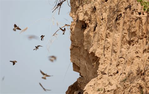 石家庄：春日崖沙燕归来 石家庄供热集团