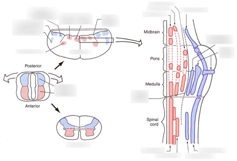 Brainstem Nuclei Diagram Quizlet