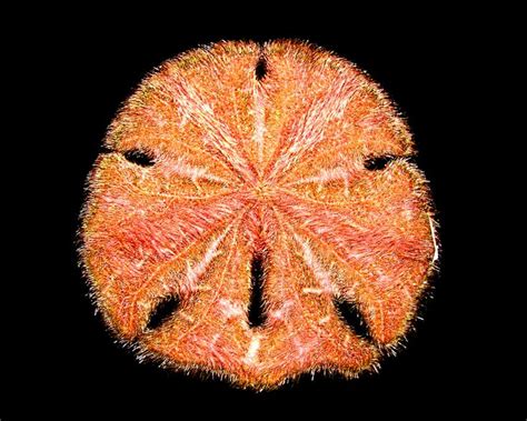 Echinodermata Echinoidea Clypeasteroida Cnidaria Mollusca