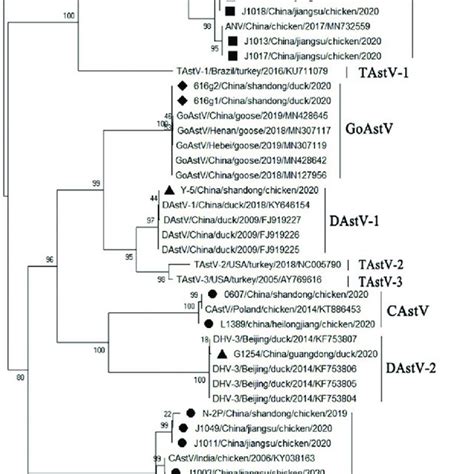 Phylogenetic Trees Based On The Rdrp Gene Sequences Of Astrovirus The