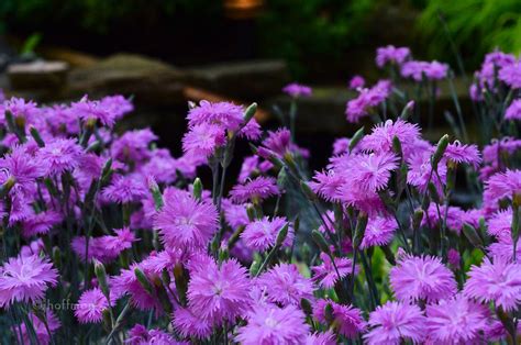Dianthus By Jamdebris On Deviantart