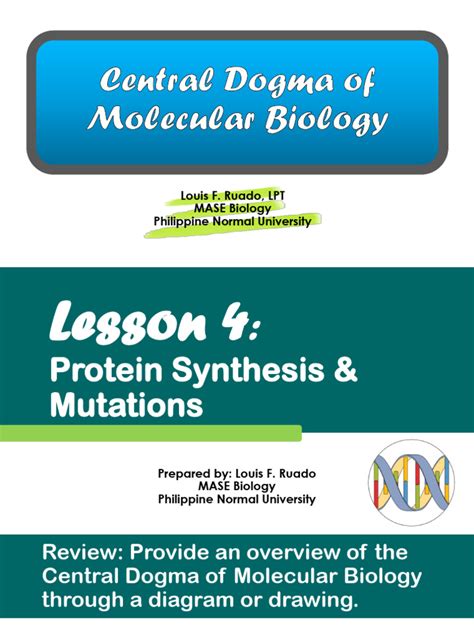 4 Lesson 4 Protein Synthesis And Mutations Pdf Translation Biology